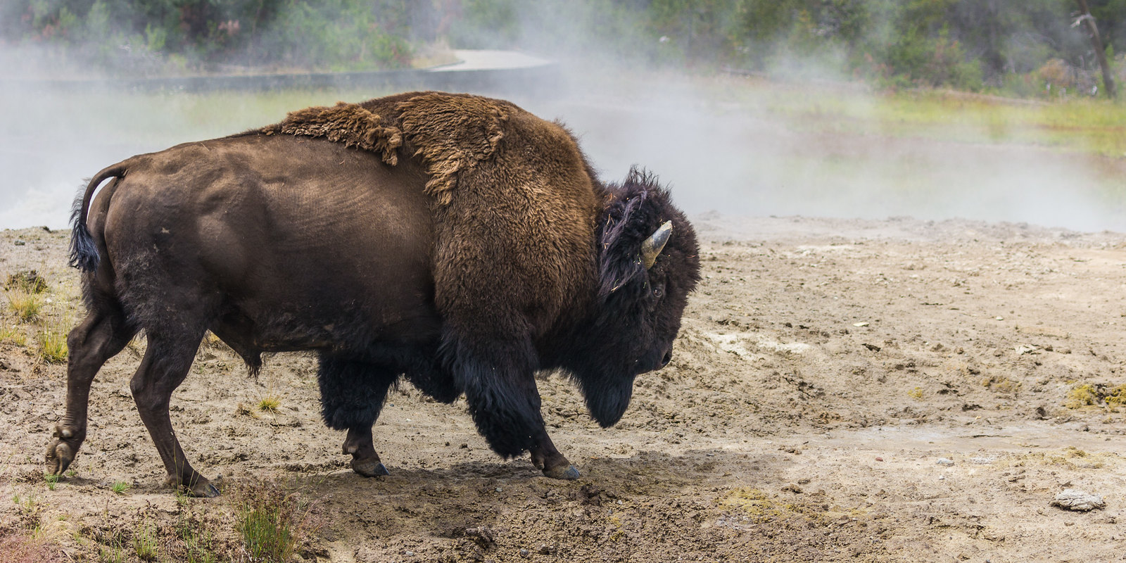 AC/DC used to scare buffalo off the road in Yellowstone - 103.5 The Arrow