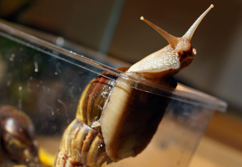 Snail Facial - Exactly How It's Made - Now 100.5 FM