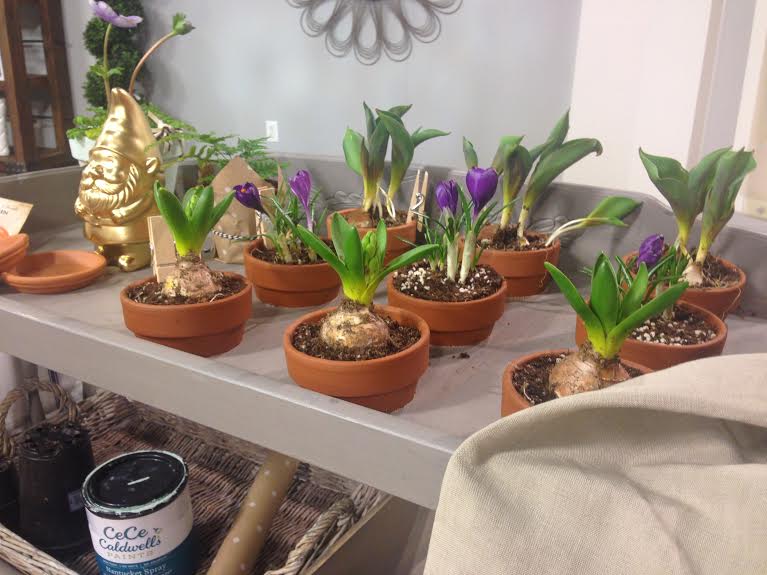 DIY Planting Table - Studio 5