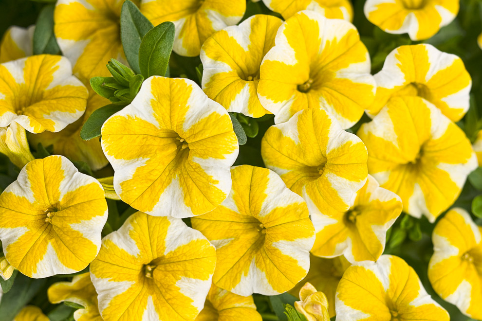 Beautiful Bi-Color Blooms - Studio 5