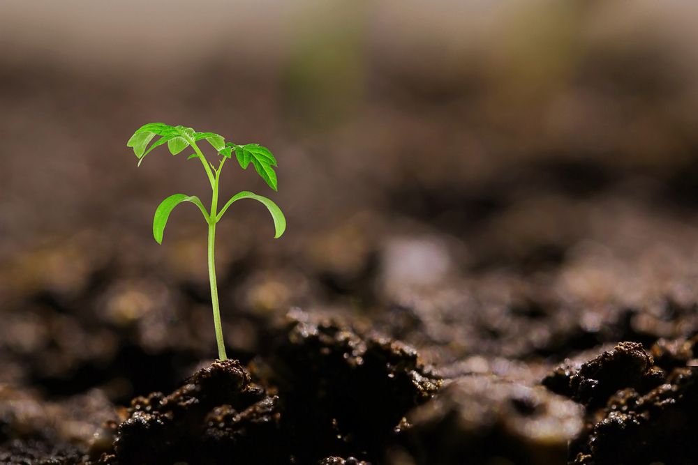 How to Start Your Own Seeds - Studio 5