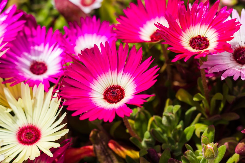 Gardening Tip: Plants that Use Less Water - Studio 5