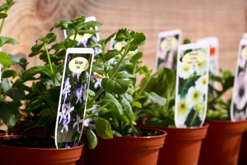 Deciphering Plant Tags - Studio 5