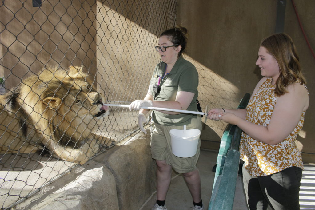 Ever wanted to feed a lion? This is the zoo event you don't want to ...