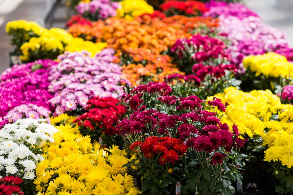 Make the most of mums! New varieties to bring to your fall porch