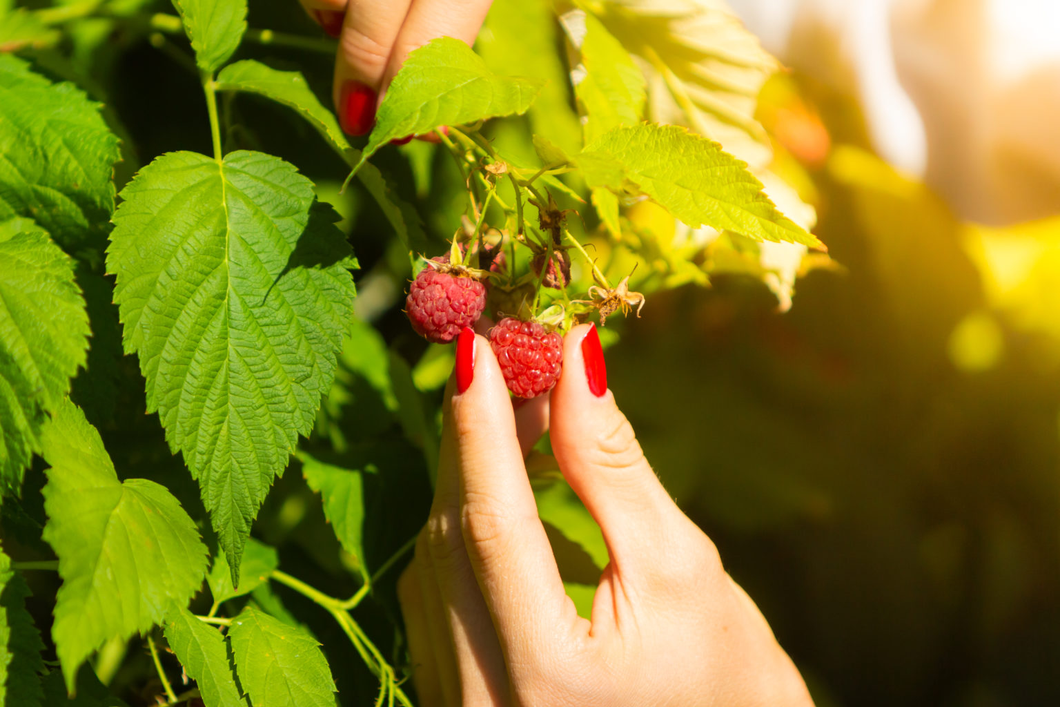 It’s a jungle out there! Here's how to manage your raspberry plants ...