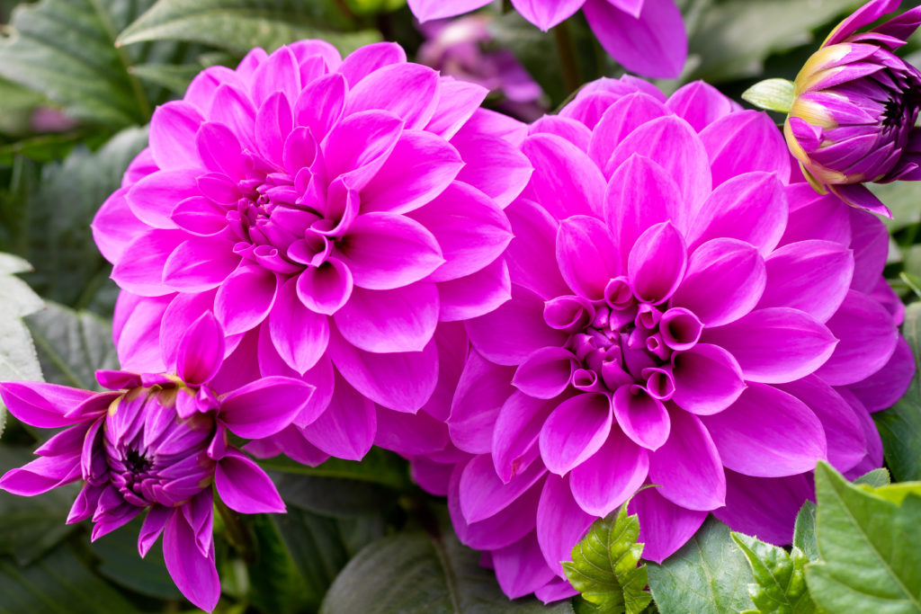 Types Of Flowers 60 Types Of Flowers For Every Garden | BBC Gardeners