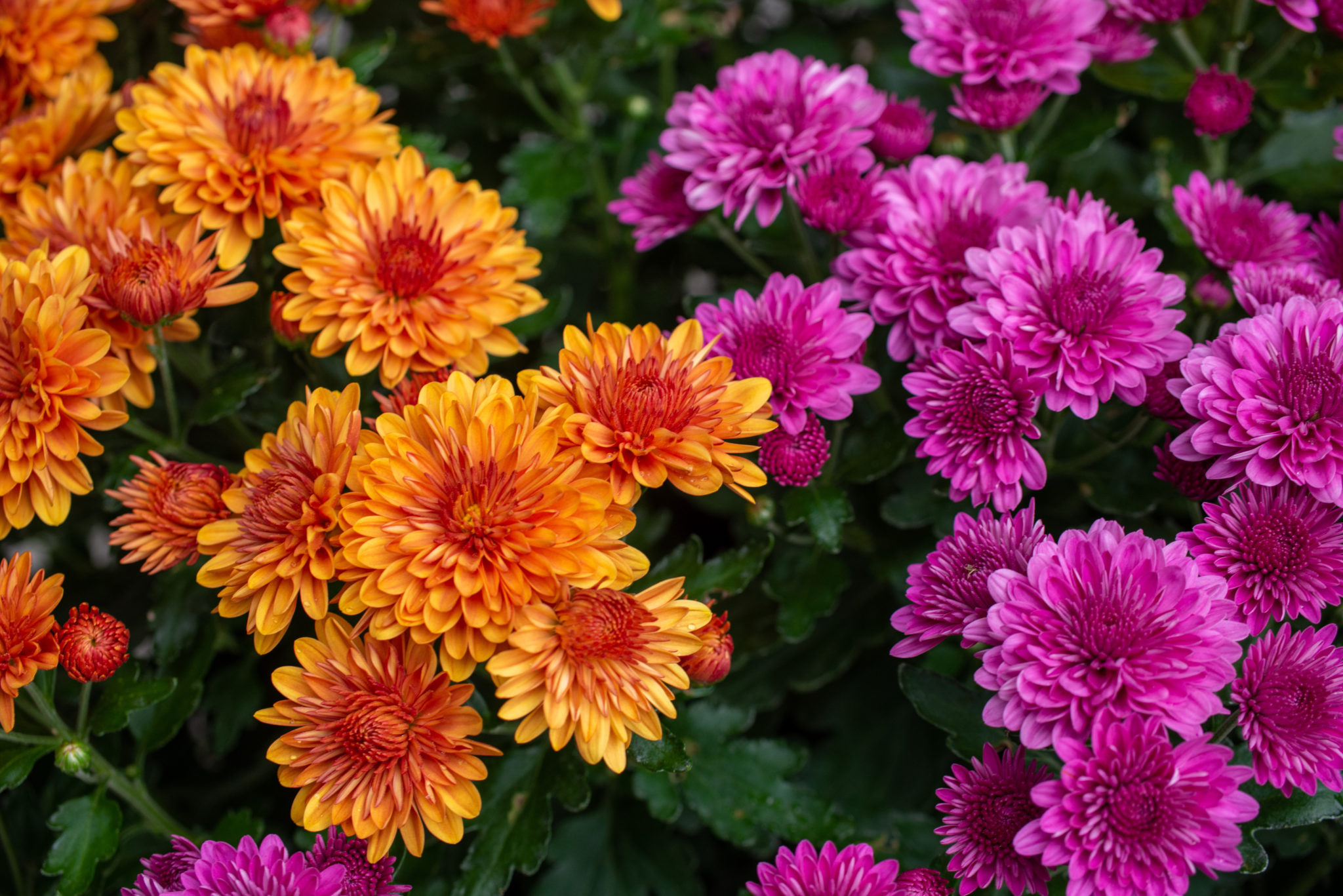 Plan your mums just right for maximum bloom time! Here's when to get ...