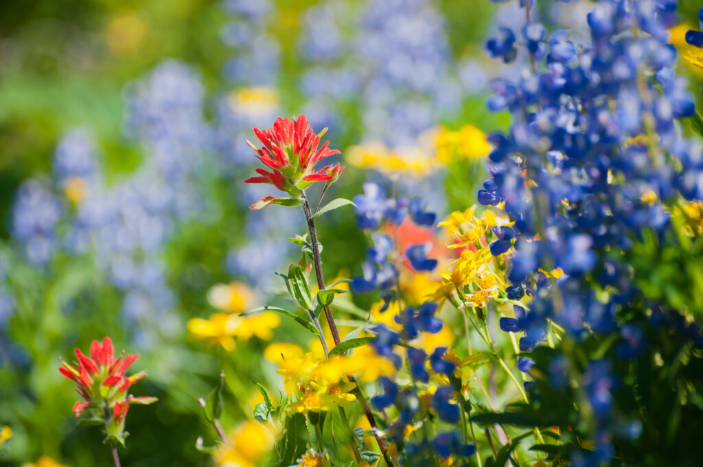 Seed bomb your yard! Attract pollinators and grow blooms with this ...