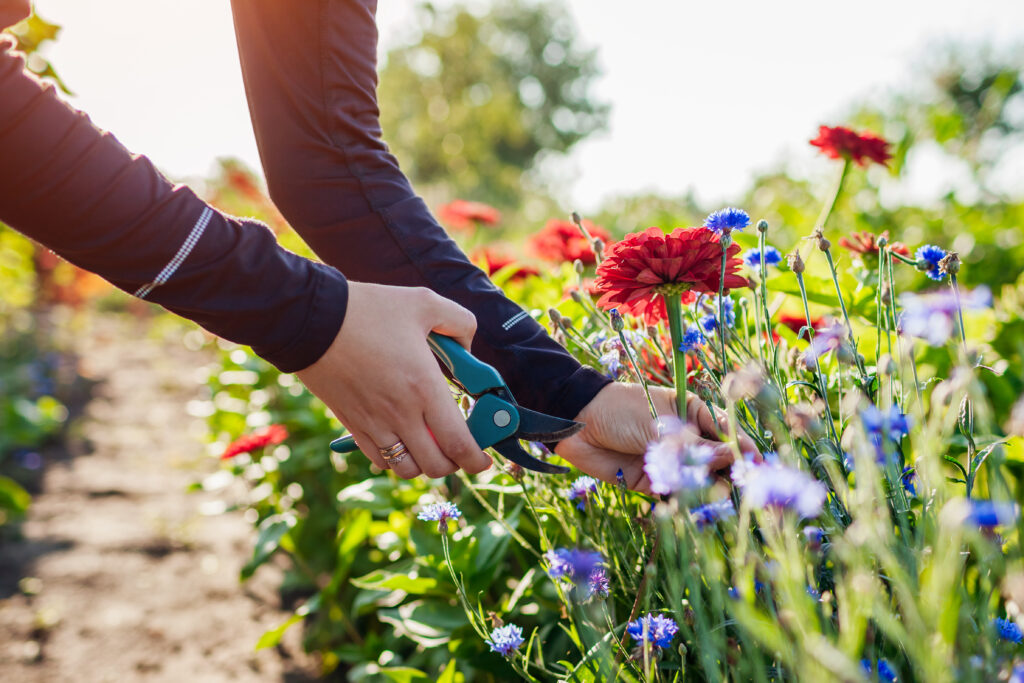 Plant a pretty cut flower garden! Here are 6 steps for doing it right