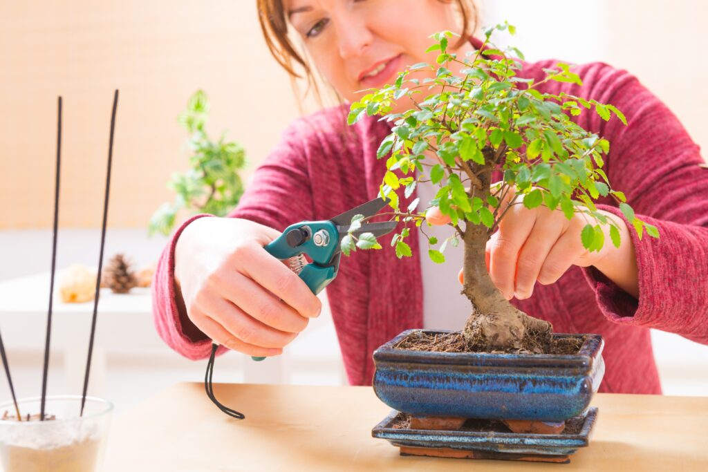 Build Your Own Bonsai Tree Heres How To Get Started