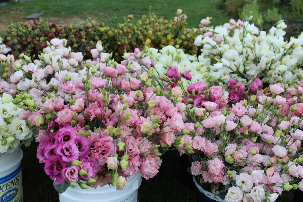 Flower Fascination: How to grow Lisianthus and why it's the hidden gem ...