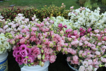 Flower Fascination: How to grow Lisianthus and why it's the hidden gem ...