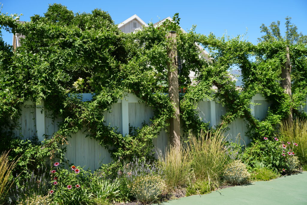 Create a privacy fence with plants! 4 methods to make your yard more ...