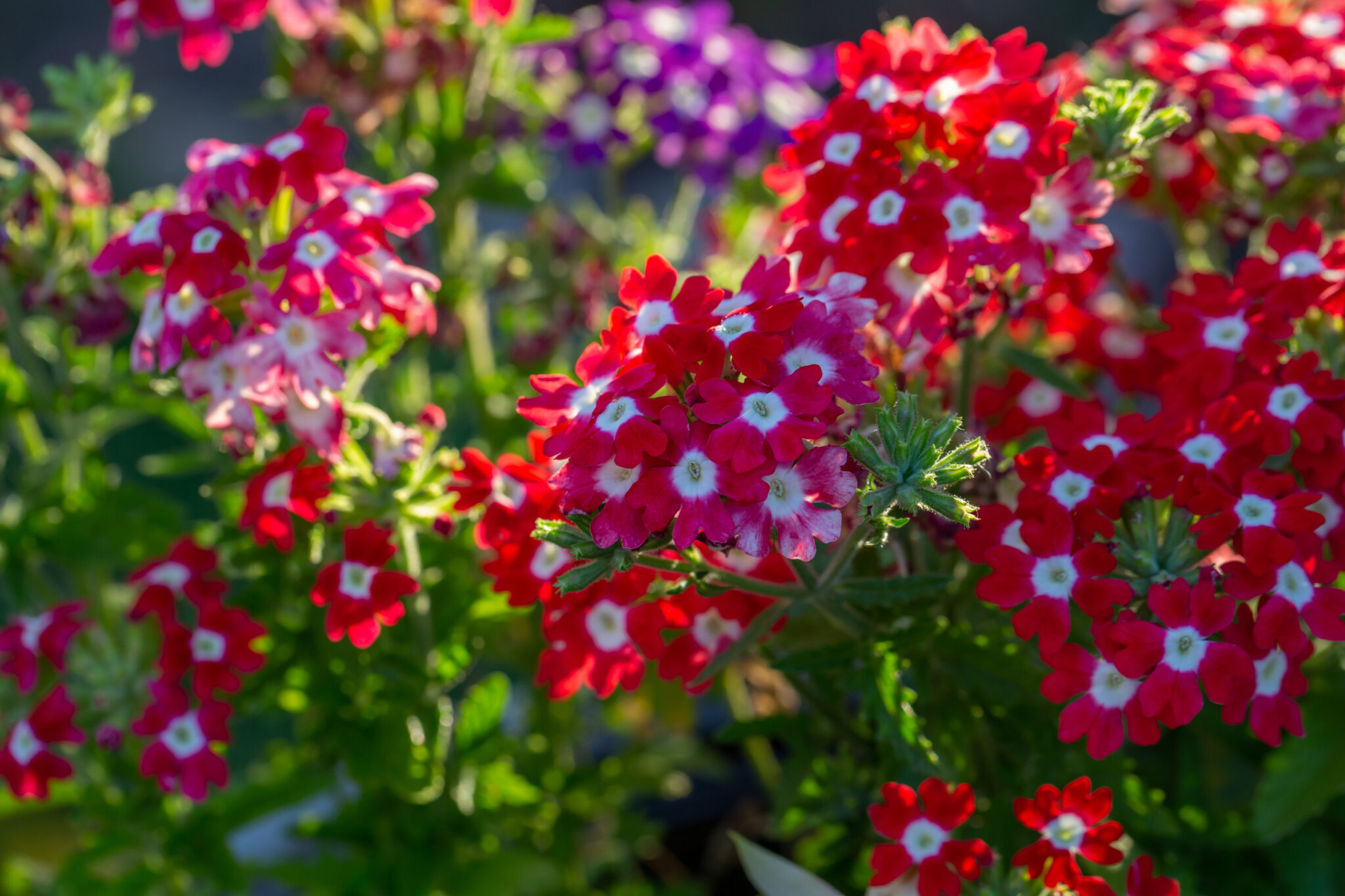 Plant the colors of the rainbow! 7 colorful flowers that will add a pop ...