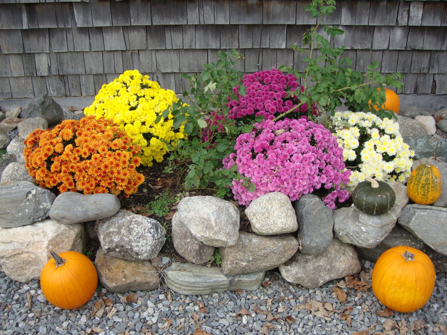 From the porch, to the yard! How to easily transplant your mums for ...